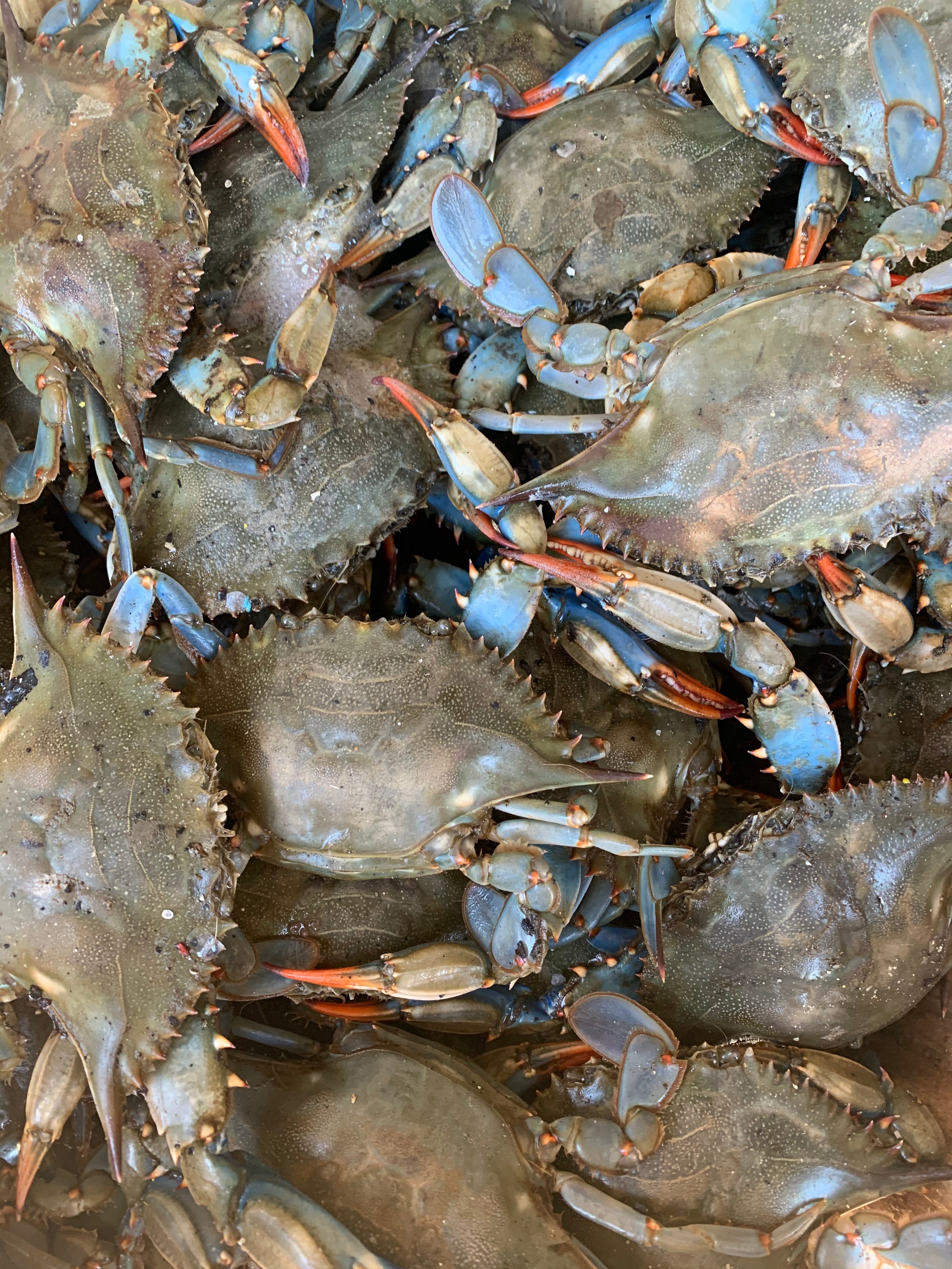 SUMMER SPECIALS | Kent Point Marina & Seafood