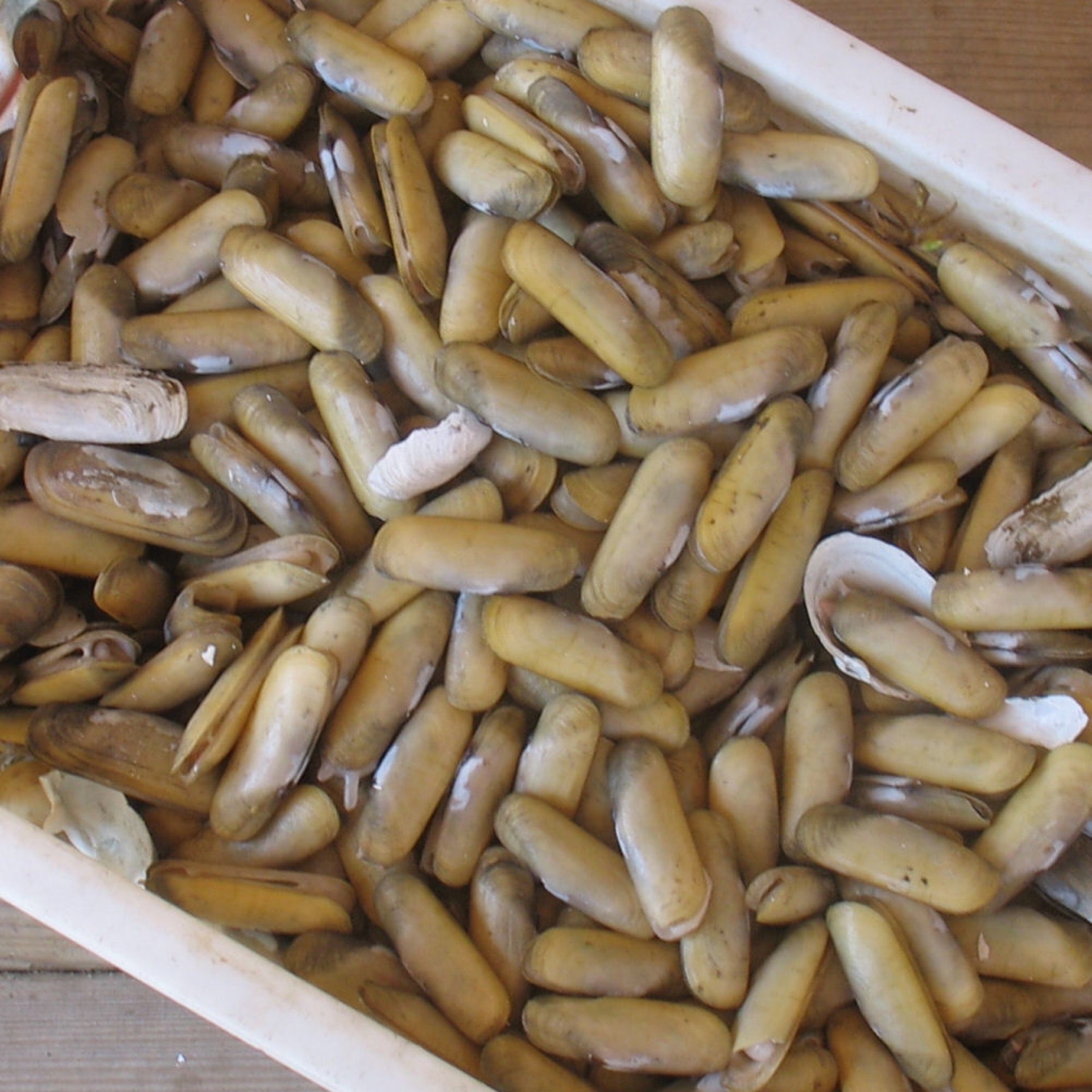 Live Razor Clams | Kent Point Marina & Seafood