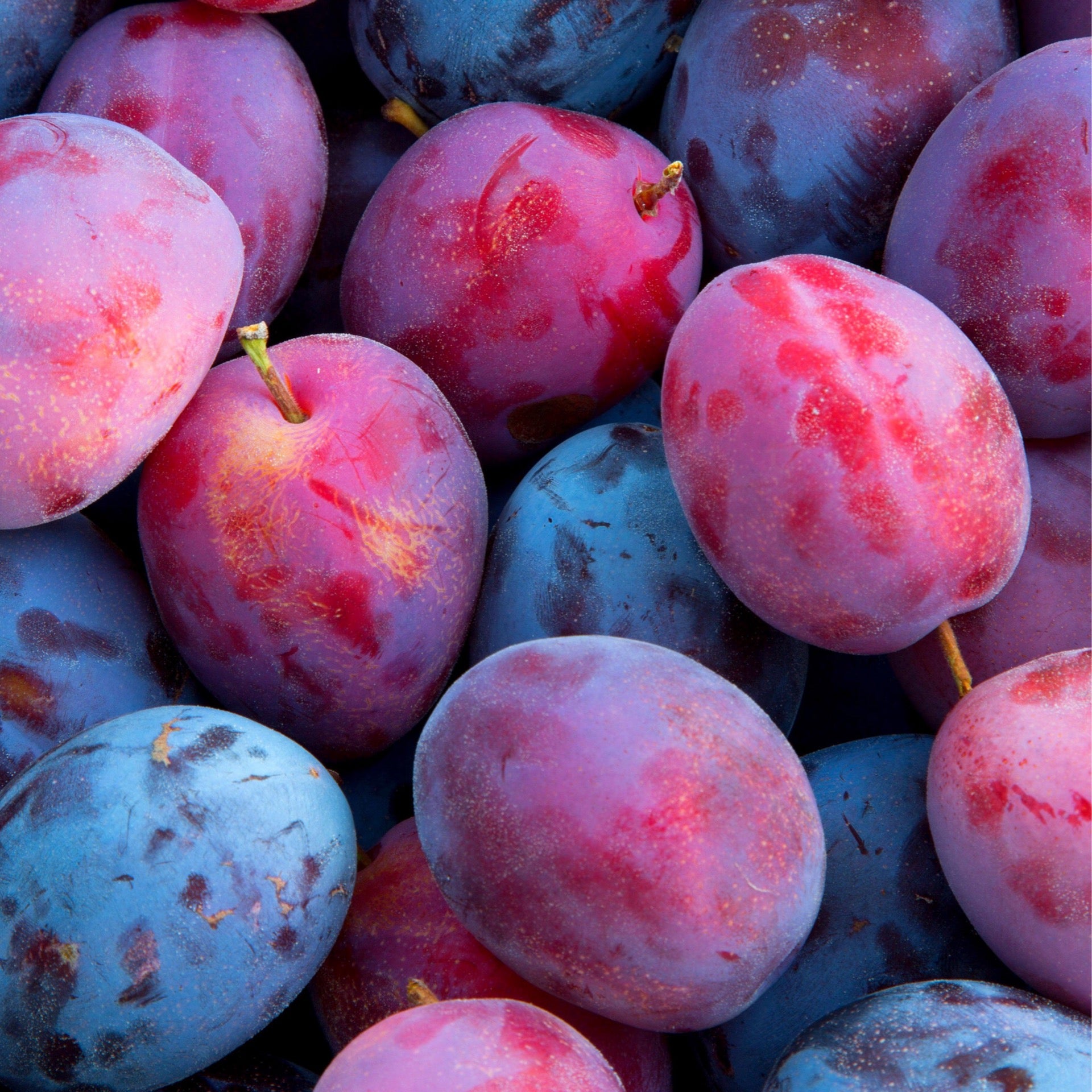 Plums | Kent Point Marina & Seafood