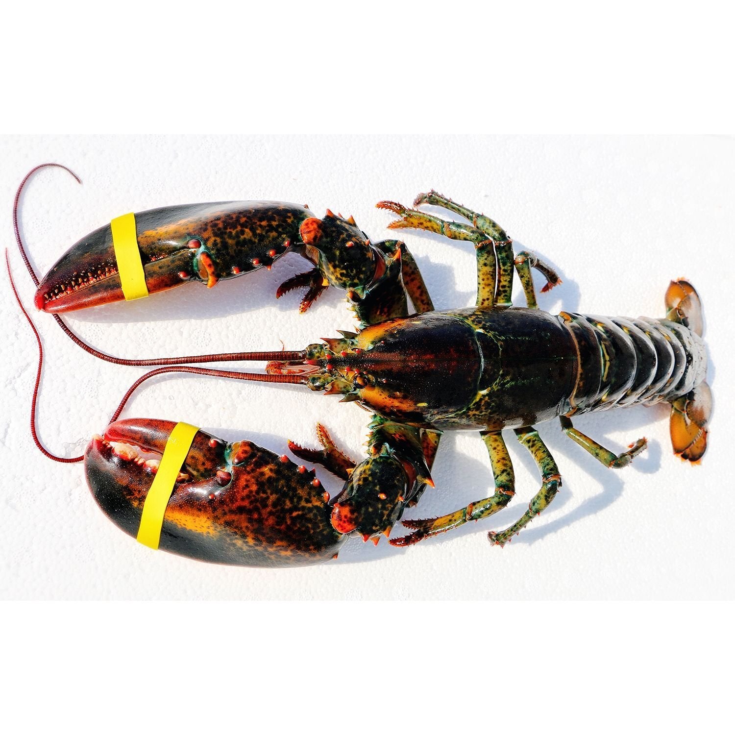Live Lobsters | Kent Point Marina & Seafood