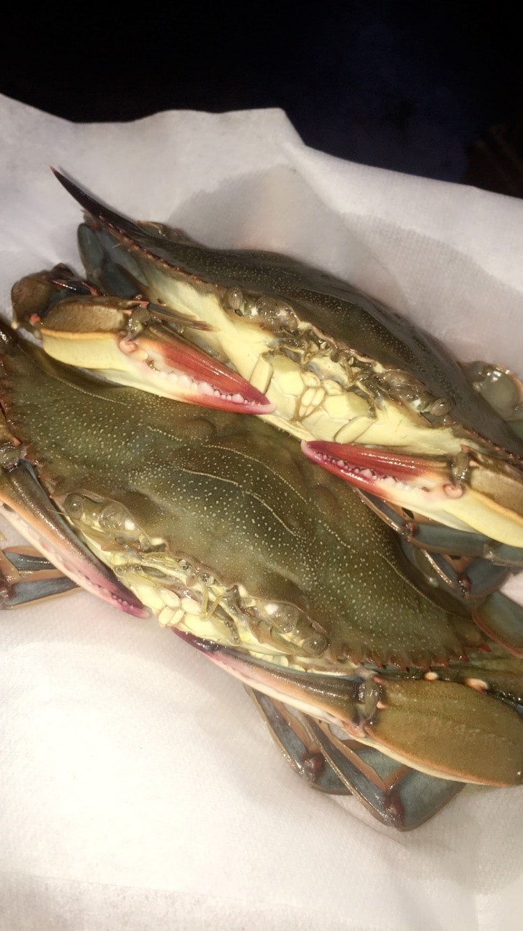 Soft Shell Crabs | Kent Point Marina & Seafood