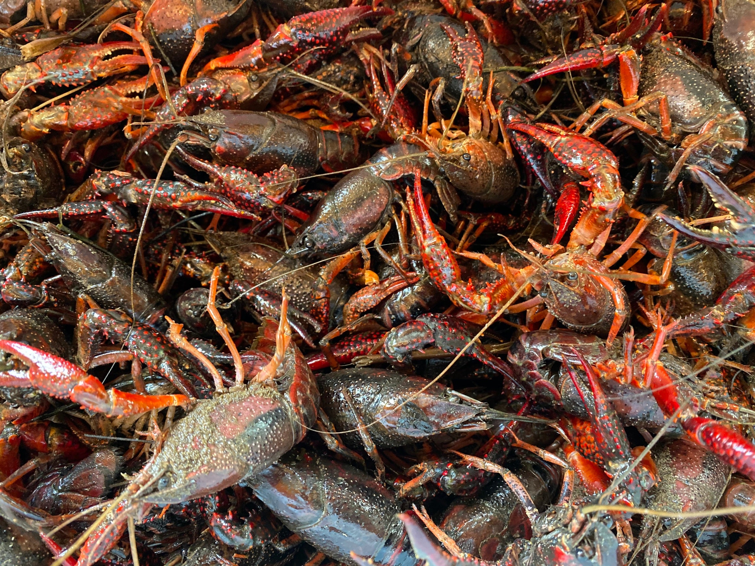 Live Crawfish | Kent Point Marina & Seafood